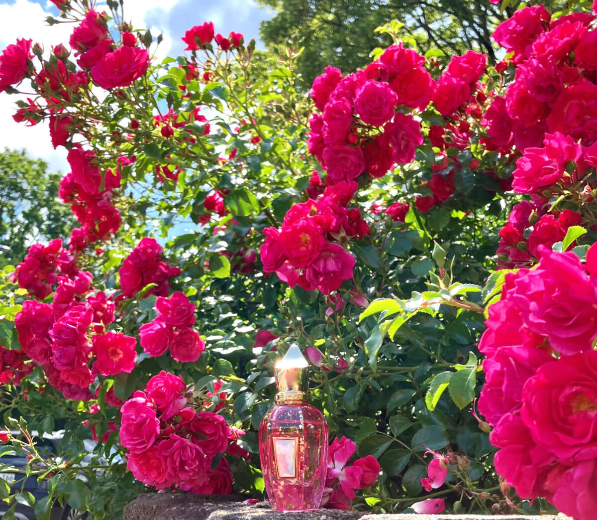 Elle Anniversary Xerjoff 香水 - 一款 2023年 新的 女用 香水