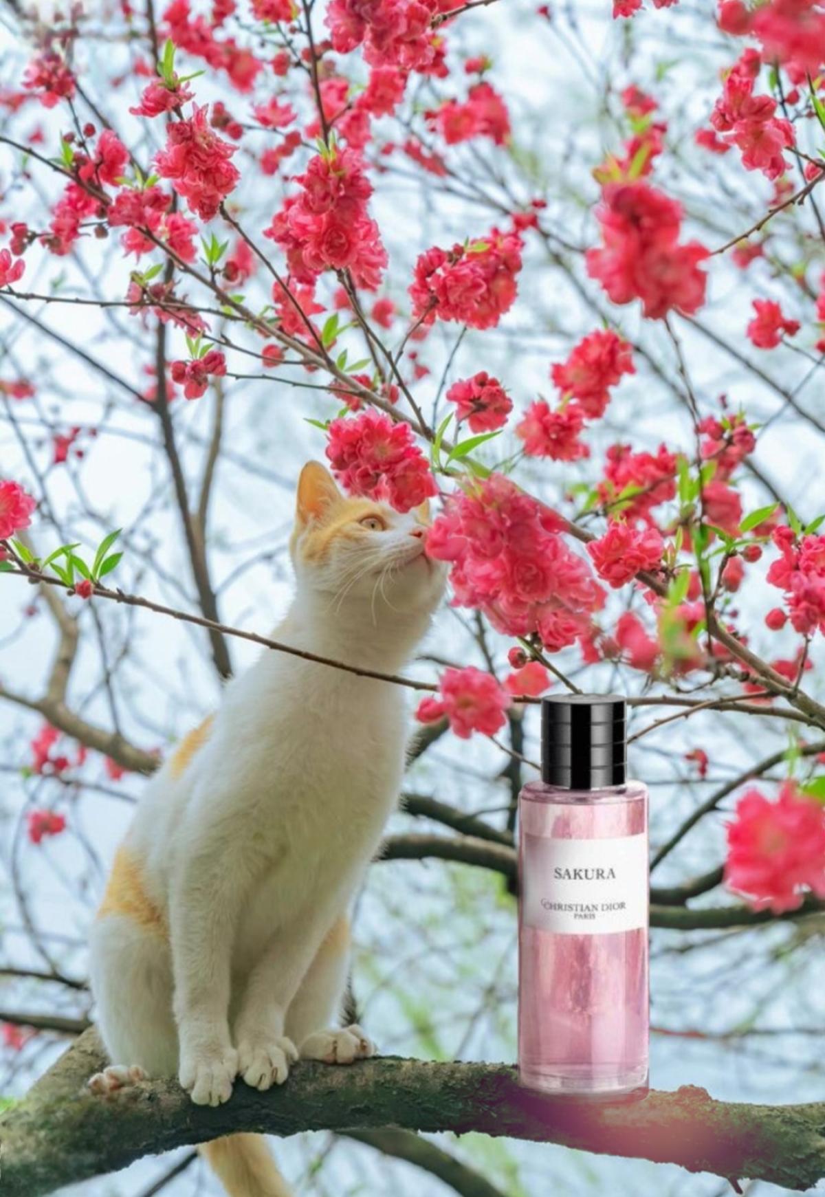 Sakura Dior Parfum - ein es Parfum für Frauen und Männer 2018
