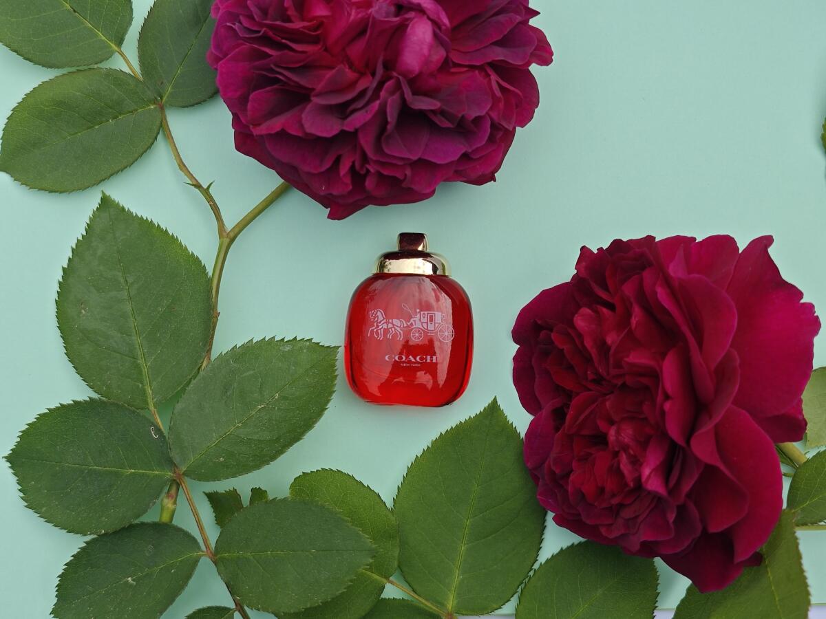 Coach Love Eau de Parfum Coach fragancia - una nuevo fragancia para ...