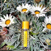 Modest Mimosa Vilhelm Parfumerie аромат — аромат для мужчин и женщин 2016