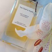 Lys Carmin Van Cleef & Arpels аромат — аромат для женщин 2009