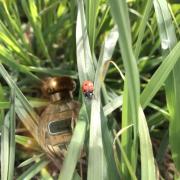 Florence Tocca fragancia - una fragancia para Mujeres 2006